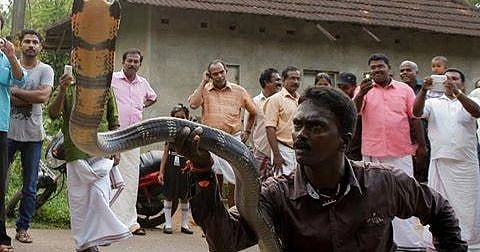Kerala: Ace Snake-Catcher Vava Suresh Bitten by Cobra, Condition Critical