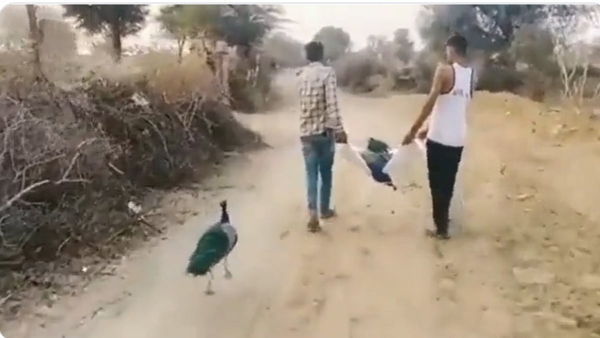 In a Touching Act, a Peacock Refuses to Leave Its Partner’s Side After ...
