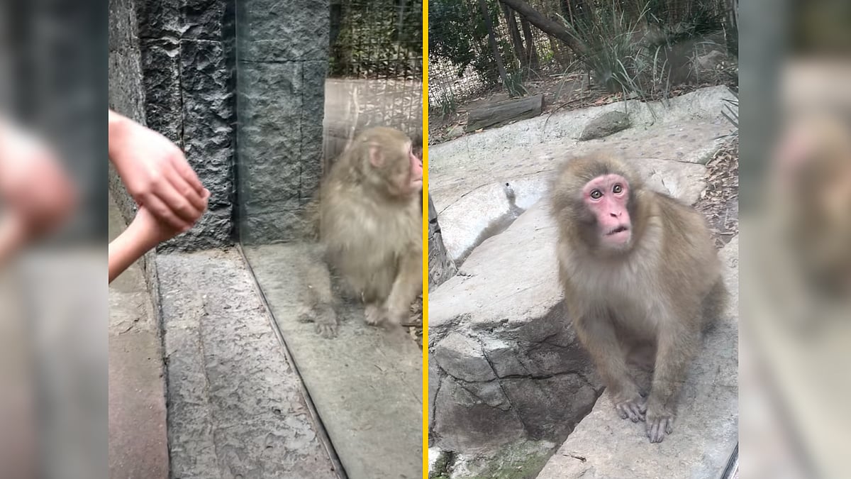 Monkey at Chapultepec Zoo Has the Best Reaction to a Magic Trick