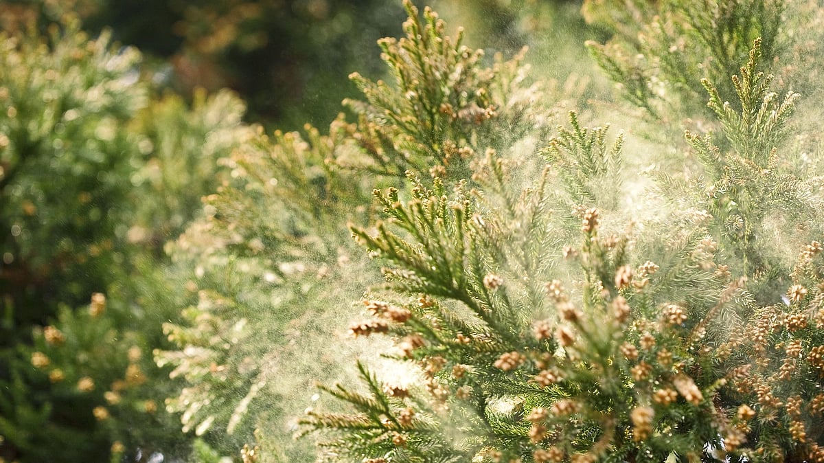 Climate Change Worsening Pollen Season: What Can Allergy Sufferers Do?
