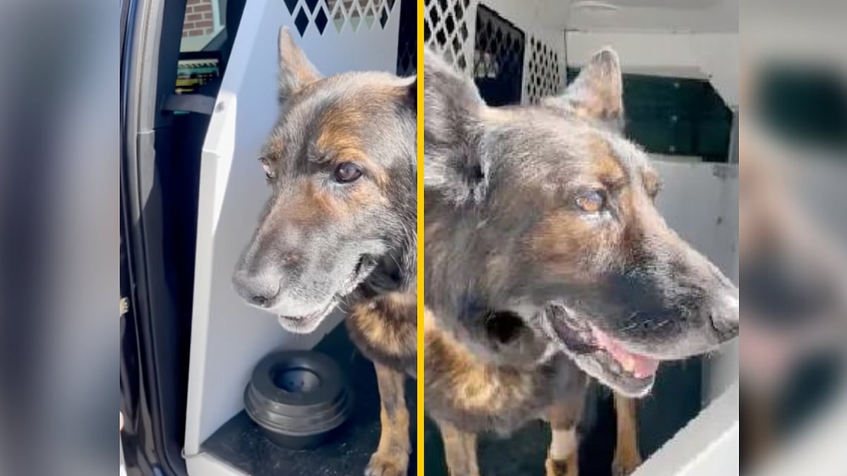 Police Dog Retiring After 8 Years of Service Receives Warm Farewell Online
