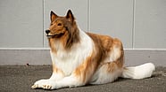 Japanese Man Spends Rs 12 Lakh To Look Like A Dog