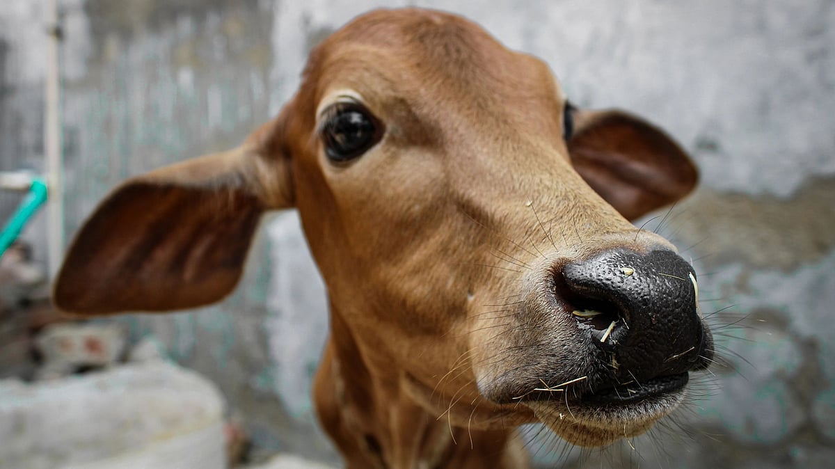 Over 1,200 Cows Dead From Lumpy Skin Disease In Gujarat & Rajasthan ...