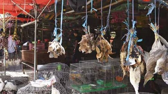 49% Of Global Bird Population on Decline, Nearly 22% in Danger: Study