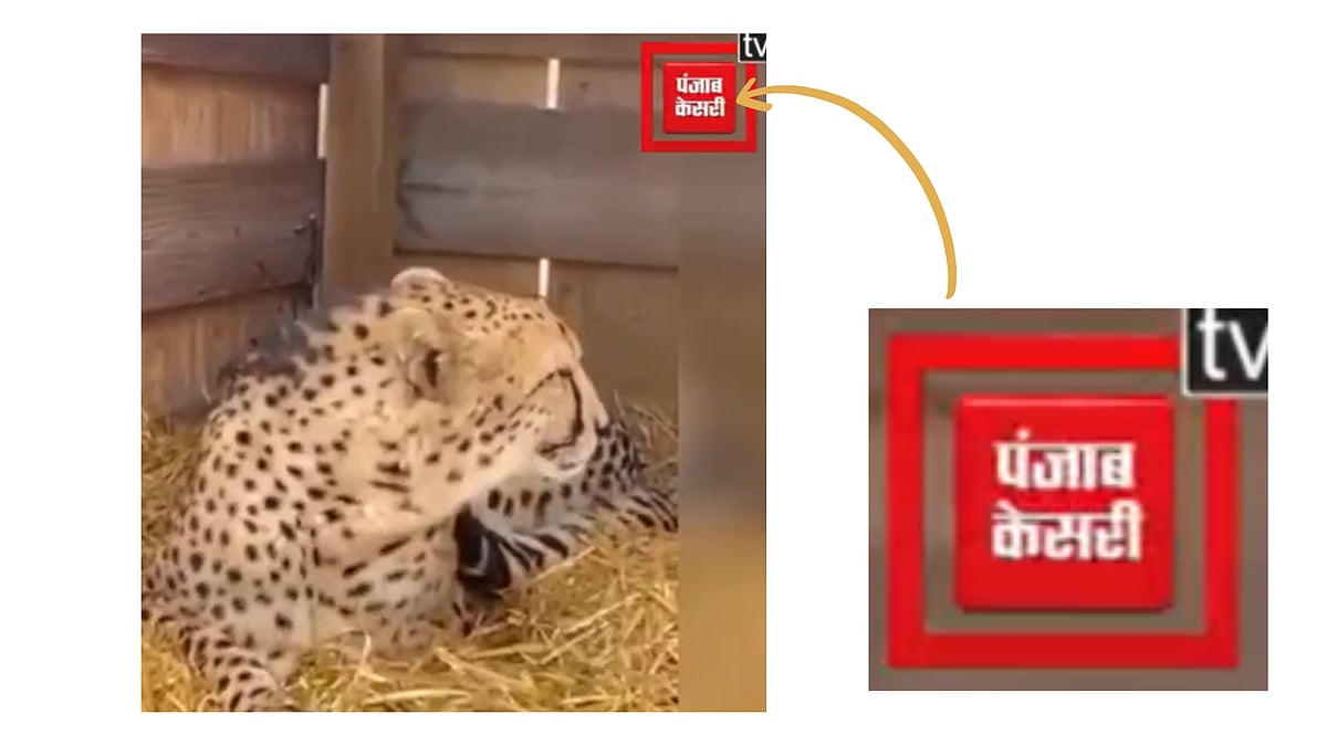 Cheetah Meow Video Fact Check: Old Video of Cheetahs Meowing Falsely ...