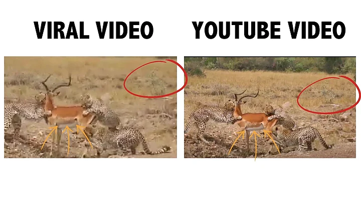 Fact Check | Old Viral of Cheetahs Attacking Impala Passed Off as ...
