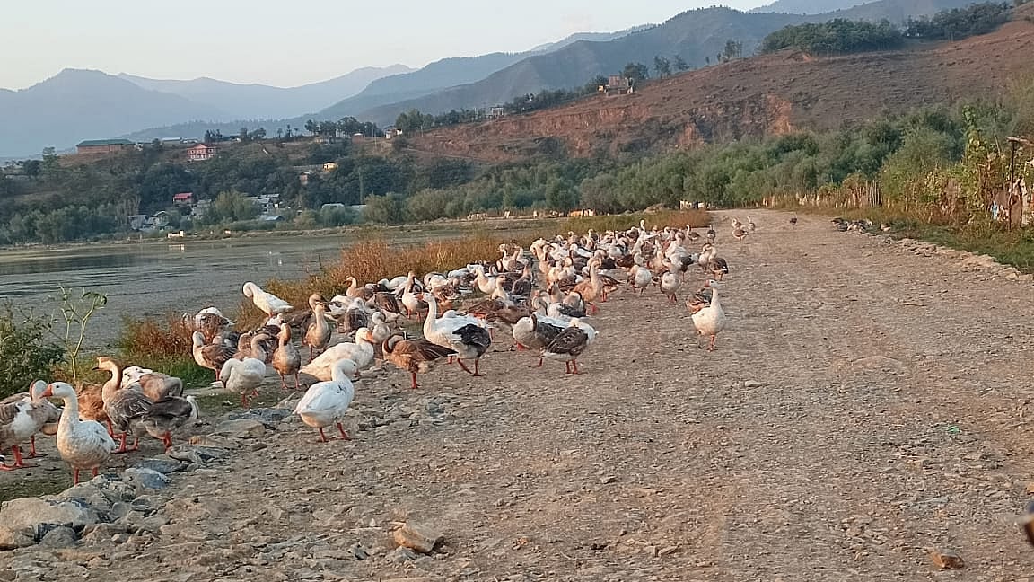 'Where are the Fish?' Ask Fishermen of Dying Wular Lake, Struggling to ...