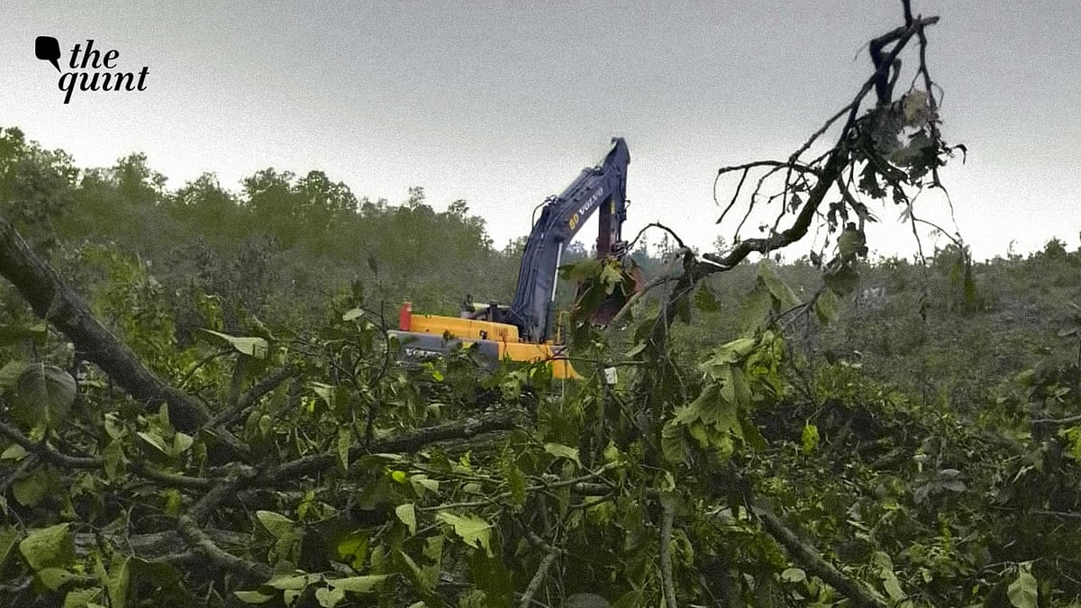 hasdeo aranya forests News: Top Stories, Latest Articles, Photos ...