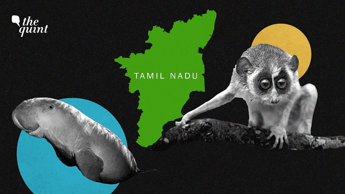 Tamil Nadu Wildlife News: With Dugong & Slender Loris Reserves, Tamil ...