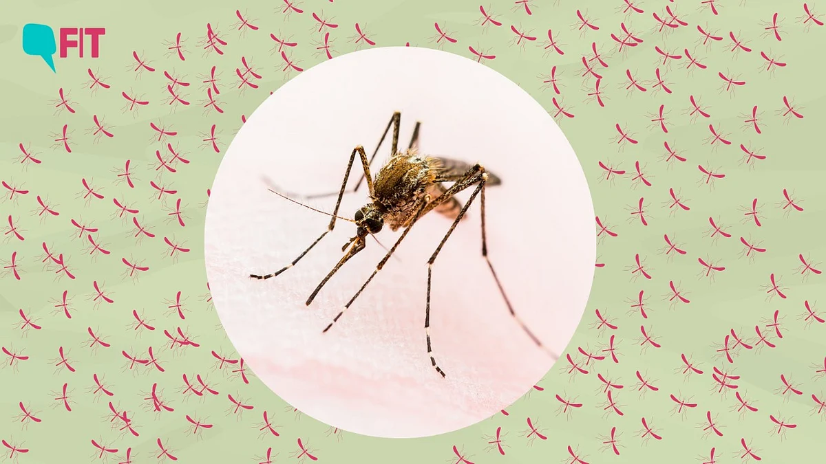 Zika Virus Case in Karnataka, Maharashtra: How Can You Protect Yourself? Zika Virus Case in Karnataka, Maharashtra: How Can You Protect Yourself?