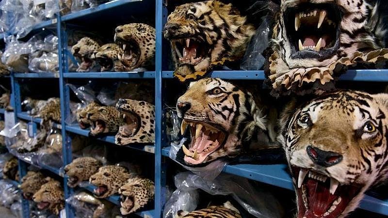 Security Breach, Elaborate Plan & Gang Arrest: Story Behind TN Tiger ...