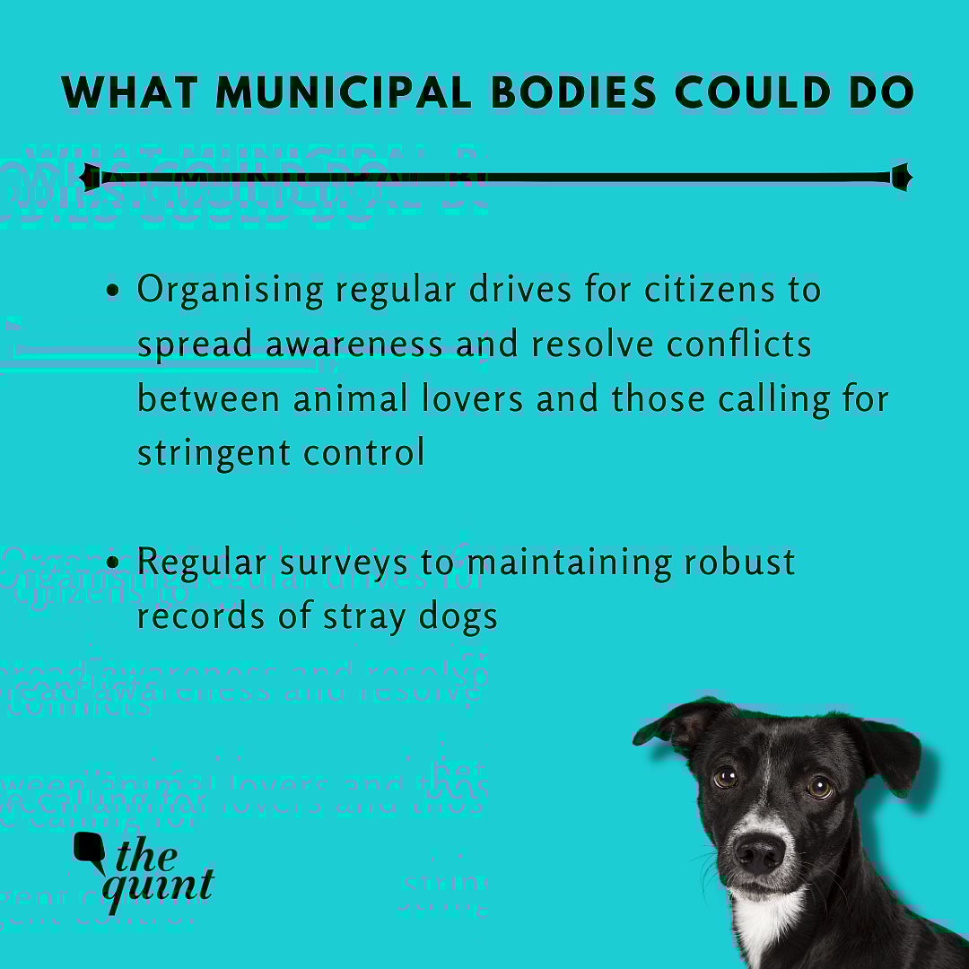 Stray Dogs Menace: India Has a Stray Dogs Problem, But the Dogs Ain't ...