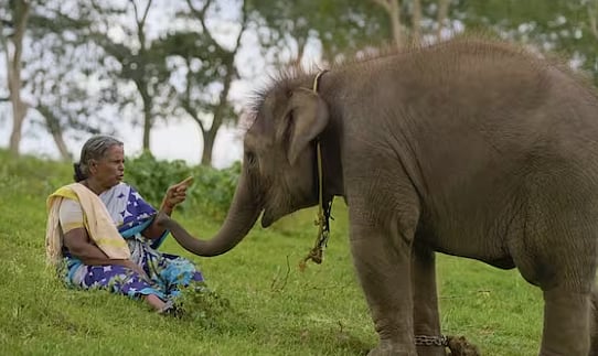 On Bomman, Bellie & Elephants From Oscar-Winning 'The Elephant Whisperers'?