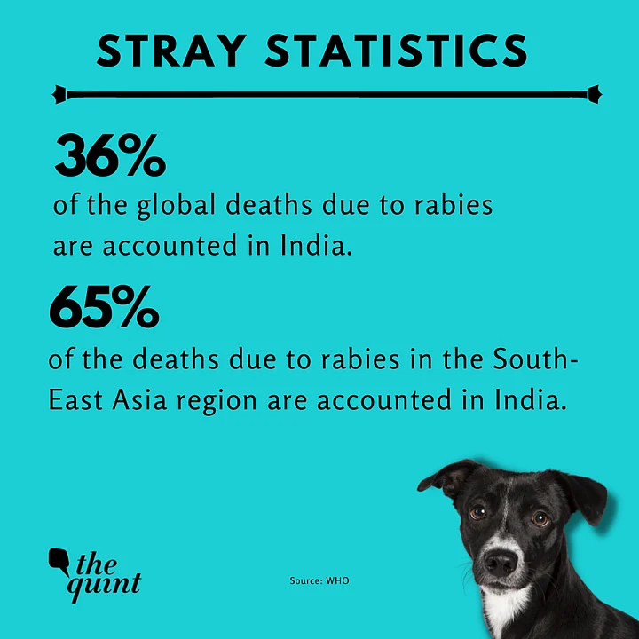 Stray Dogs Menace: India Has a Stray Dogs Problem, But the Dogs Ain't ...