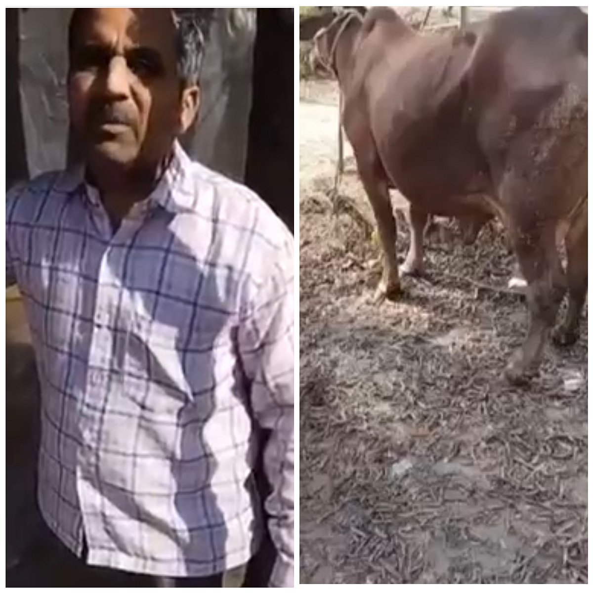 Hindutva Leader Radha Semwal Dhoni Demolishes Mazars, Fights BJP and ...