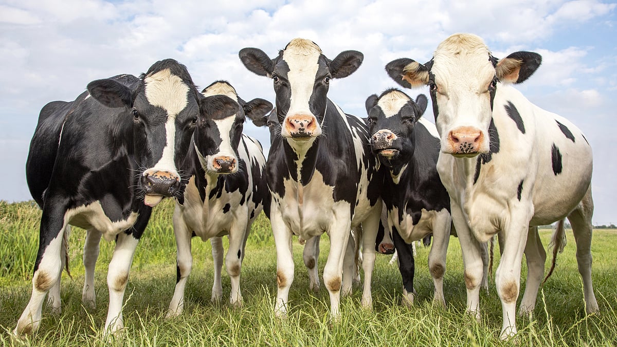 Cow Urine Is Unsuitable for Consumption; Harmful to Humans, Find ...