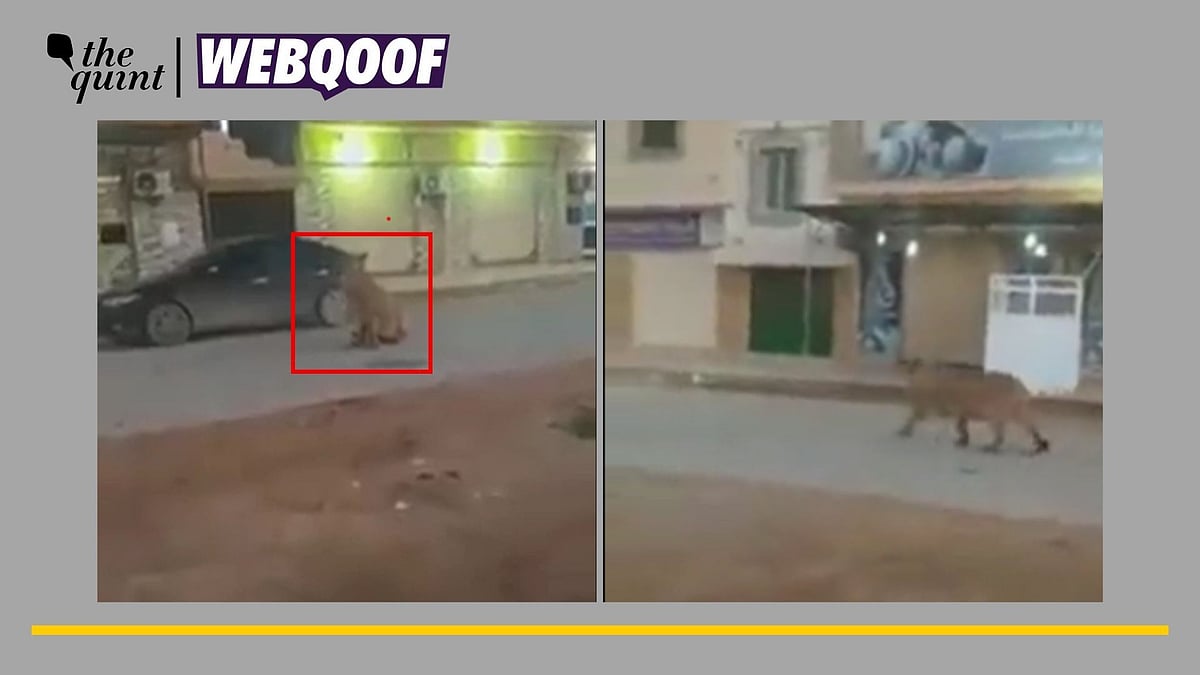 Fact-Check | Old Video of Lion Walking on Streets in Libya Shared as ...