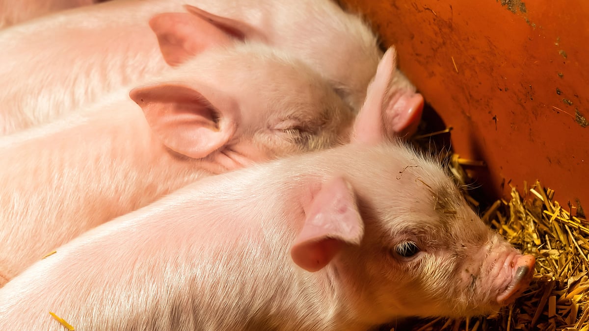 African Swine Fever Outbreak in Indonesia: How Is It Different From ...