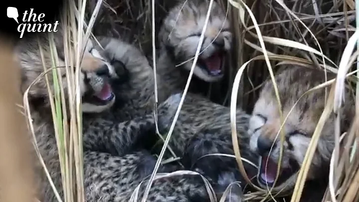 Female Cheetah Cub Dies in MP's Kuno National Park Two Months After She ...