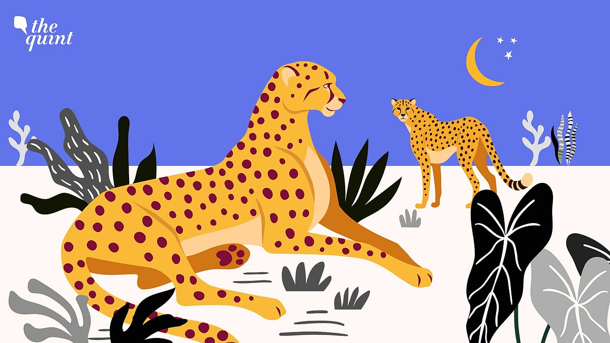 In Photos: The Rise and Fall of India's Cheetah Project