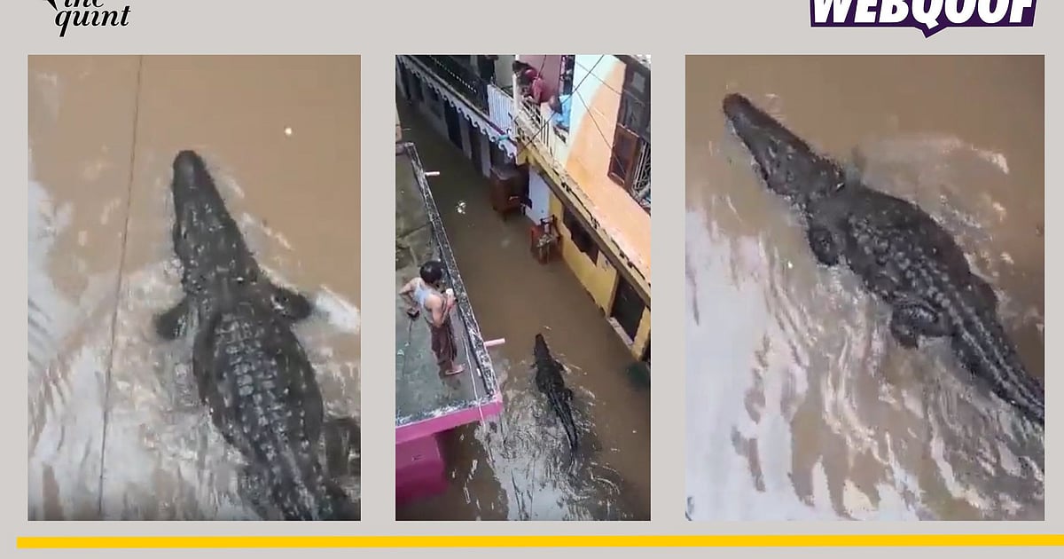 Fact-check | Old Video of Crocodile Swimming in MP's Residential Area Shared as From Haryana