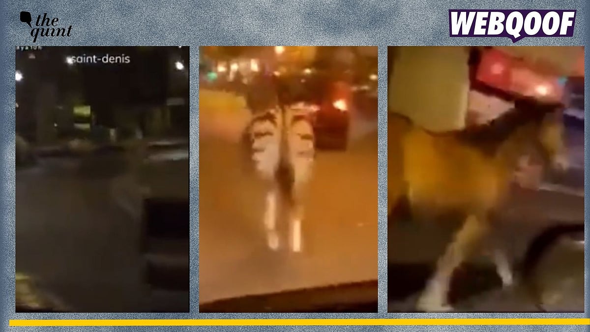 Fact Check France Protests News: Old Video of Animal Running On Streets ...