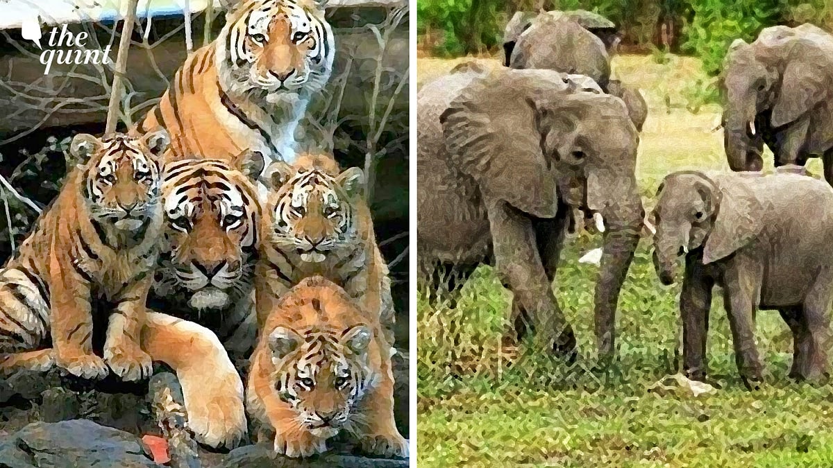 Project Elephant and Tiger: A Fresh Look at Terrestrial Conservation?