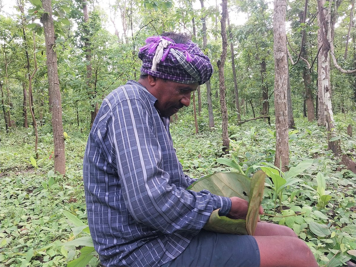'When Rain Falls on My Leaf Hat': Forest Dweller on Growing Up With ...