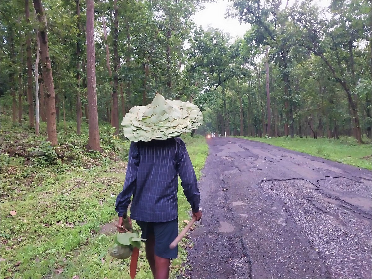 'When Rain Falls on My Leaf Hat': Forest Dweller on Growing Up With ...