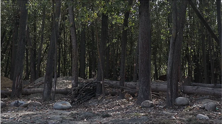 Kashmir Willow Bats Debut In ICC 2023 ODI World Cup in India