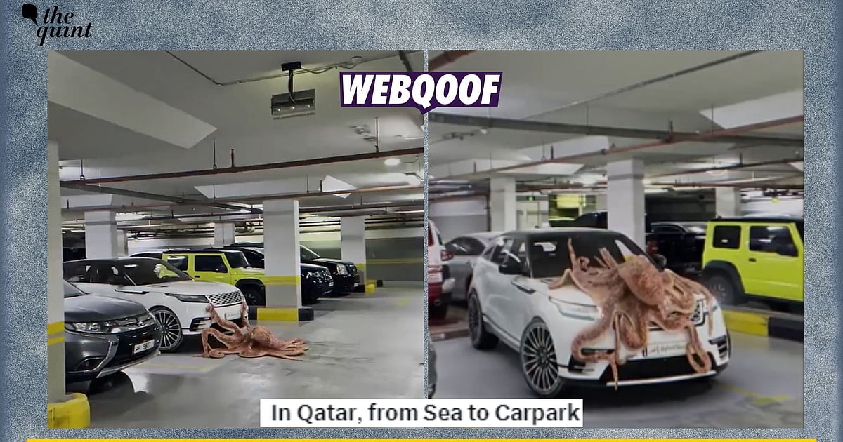 Fact-Check | No, This Video Does Not Show a Real Incident of an Octopus ...