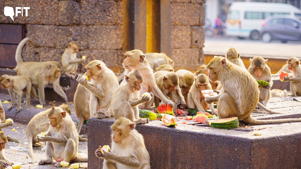 103 Active Cases, 2 Deaths Due to Monkey Fever in Karnataka: What We Know