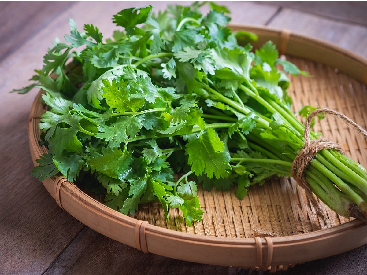 7 Health Benefits Of Coriander Leaves
