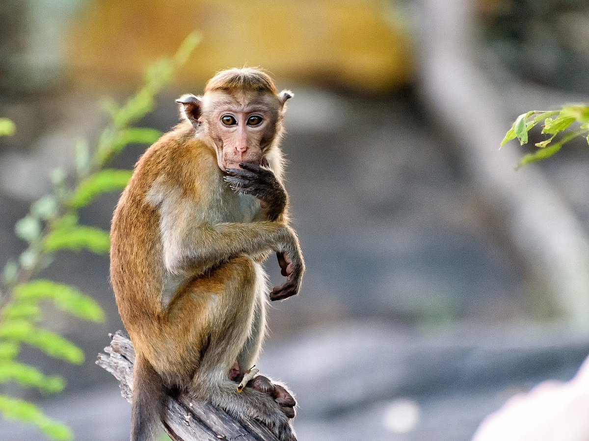 What Is Monkey Fever? Know About the Symptoms, Transmission & Prevention