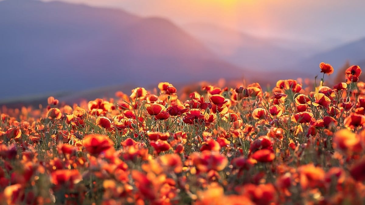 National Plant a Flower Day 2024 Date: History, Significance ...