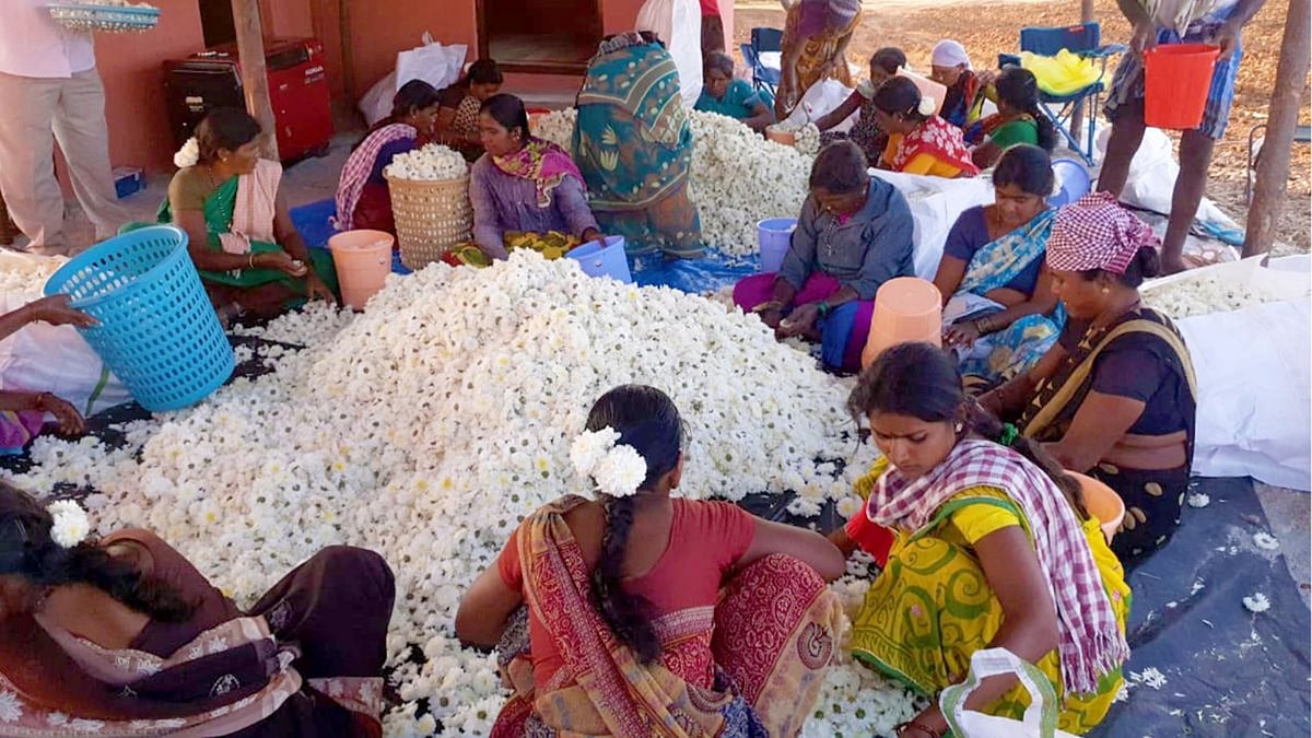 Hebbevu Farm: Empowering Women & Driving Sustainable Change