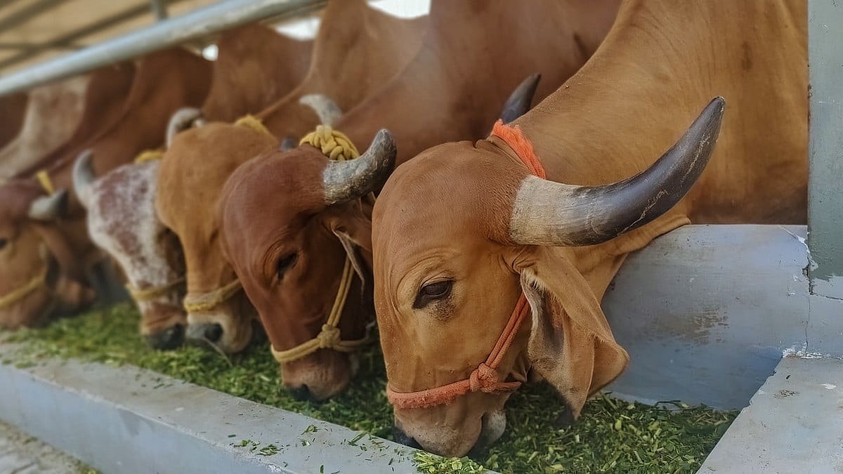 National Farm Animals Day 2024 Date: Know the History, Significance ...