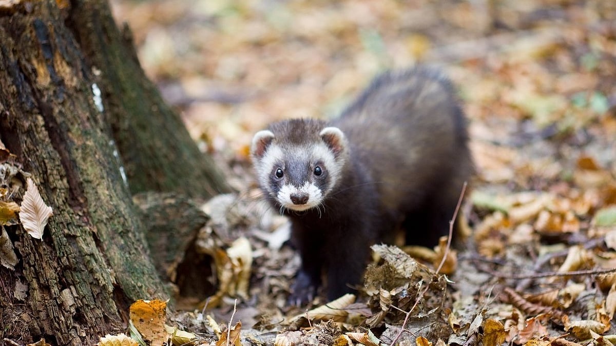 National Ferret Day 2024 Date: History, Significance, How To Celebrate ...