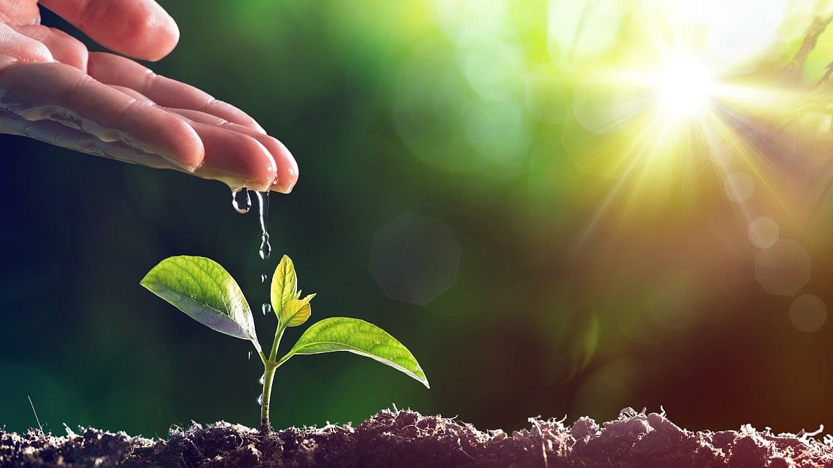 International Plant Appreciation Day 2024: Date, History, Significance ...