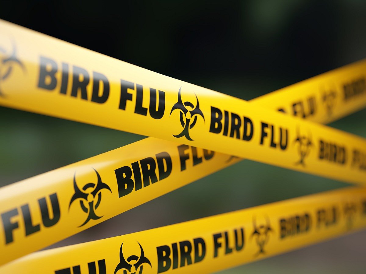 H5N1 Bird Flu: Symptoms In Humans, Causes, Diagnosis & Treatment