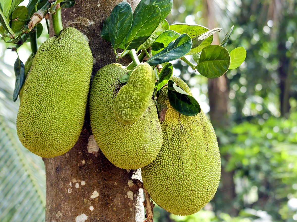 7 Health Benefits Of Eating Jackfruit