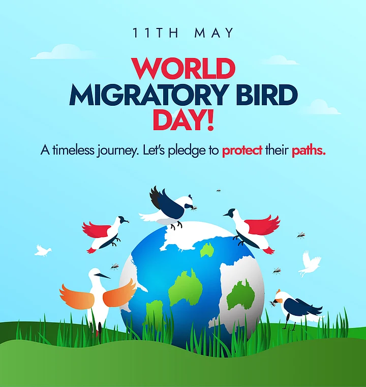 World Migratory Bird Day 2024 Theme: Date, History, Purpose ...