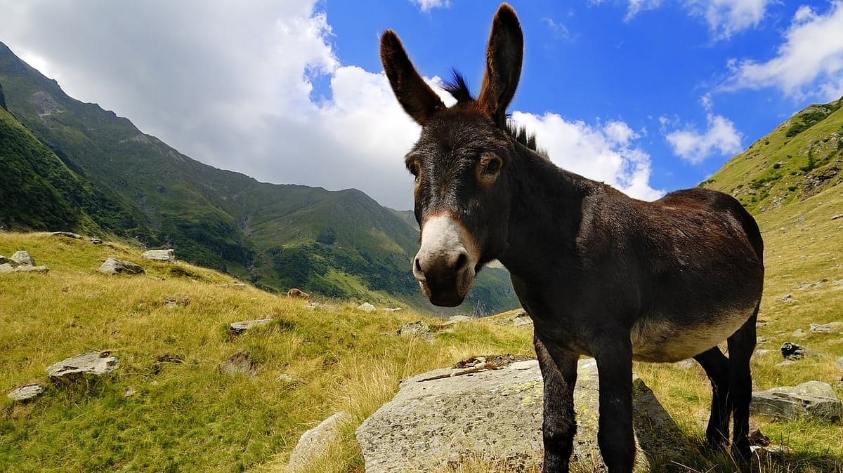 World Donkey Day 2024: Date, History, Importance, Purpose, Events ...