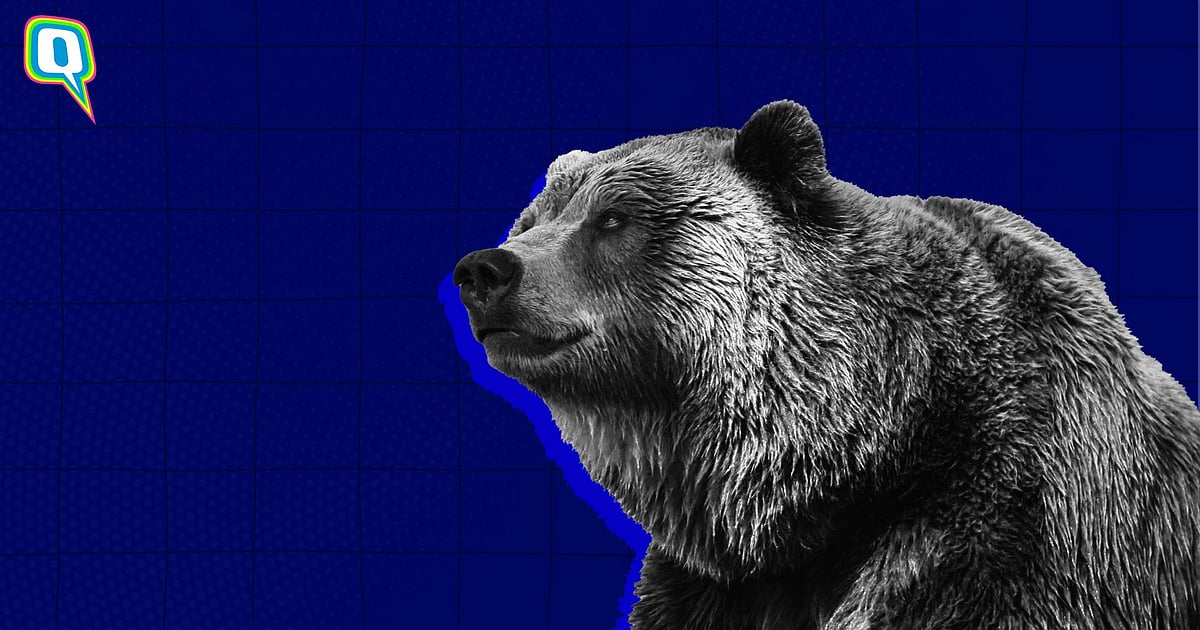 Women Are Choosing ‘Bears’ in a Viral ‘Bear vs Man’ Debate: What That Means