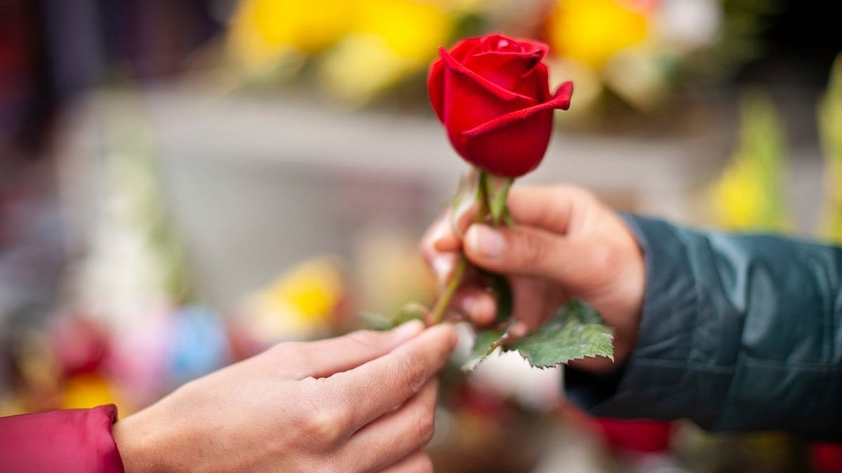 National Red Rose Day 2024: Date, History, Significance, and How To ...
