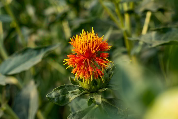 5 Amazing Health Benefits of Safflower You Need to Know